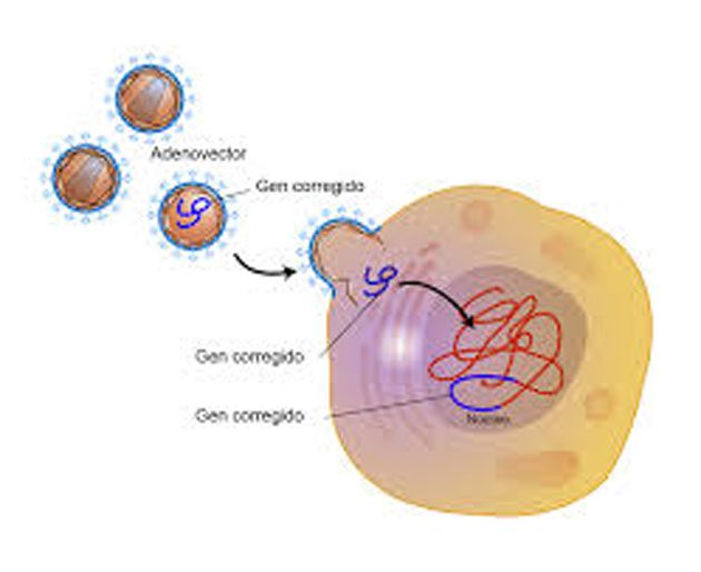 00 Terapia génica: modificando los genes humanos 00