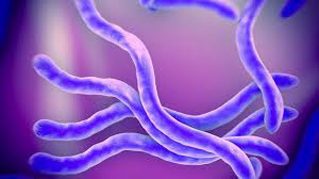 parasitos - Orbes Argentina